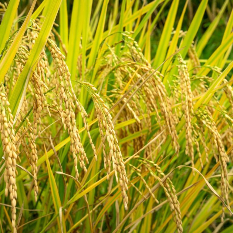 5 Best Basmati Rice for Biryani