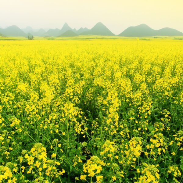 Benefits of Mustard Khal for Cattle in India